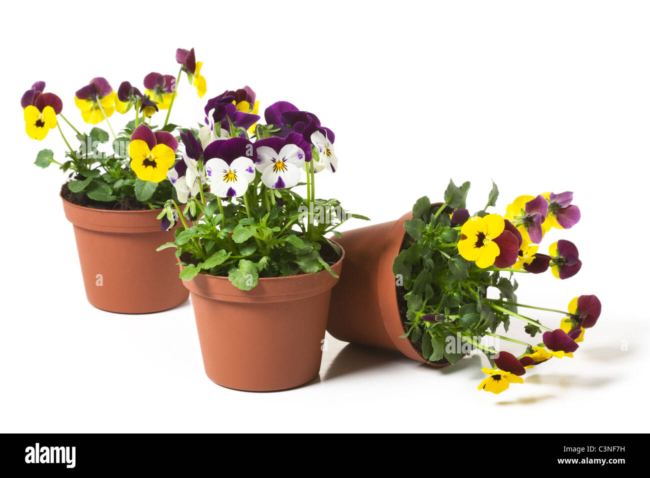 Three flower pots with pansies on white background Stock Photo - Alamy