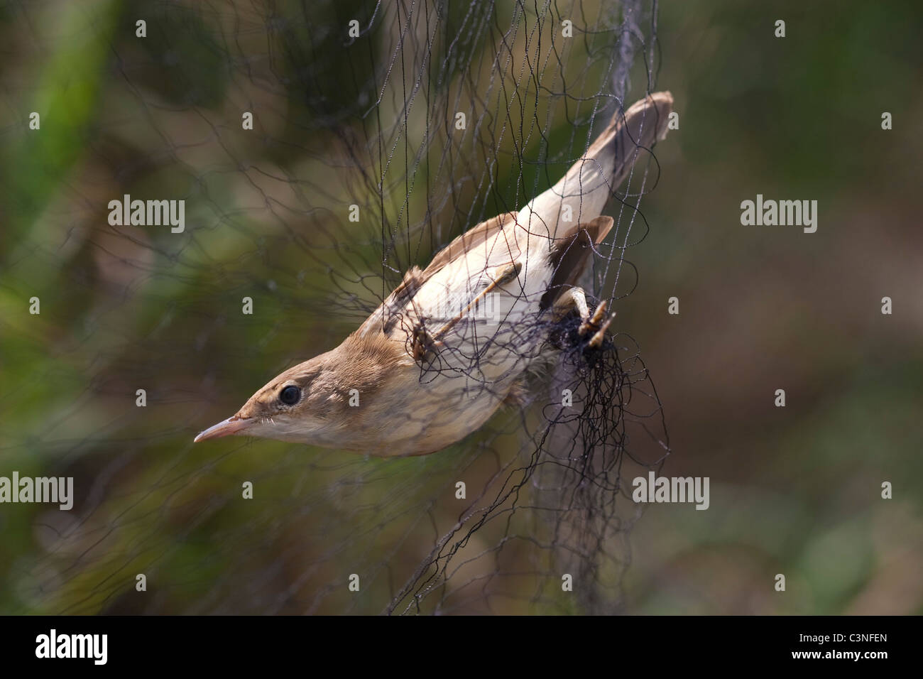 Bird in a net Stock Photo - Alamy