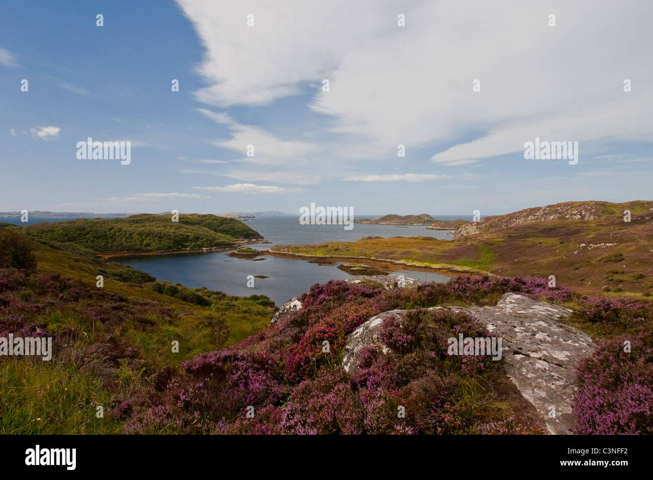 Heather in bloom in Scotland's highlands. In the background a loch the ...