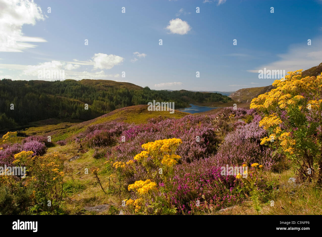 Blooming flower and Heather in the Scottish highlands. In the ...