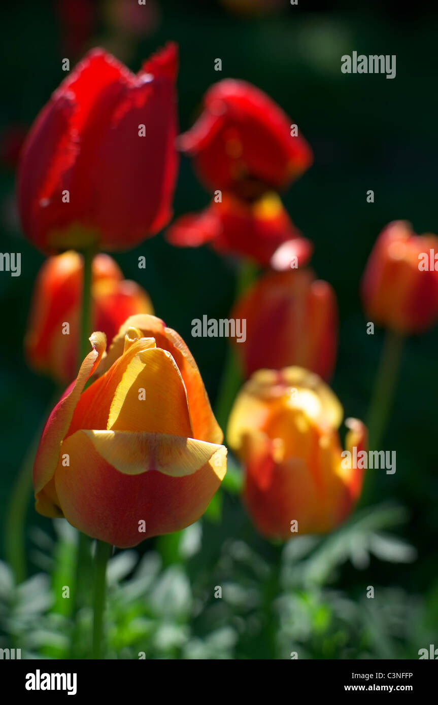 Garden red yellow tulips hi-res stock photography and images - Alamy