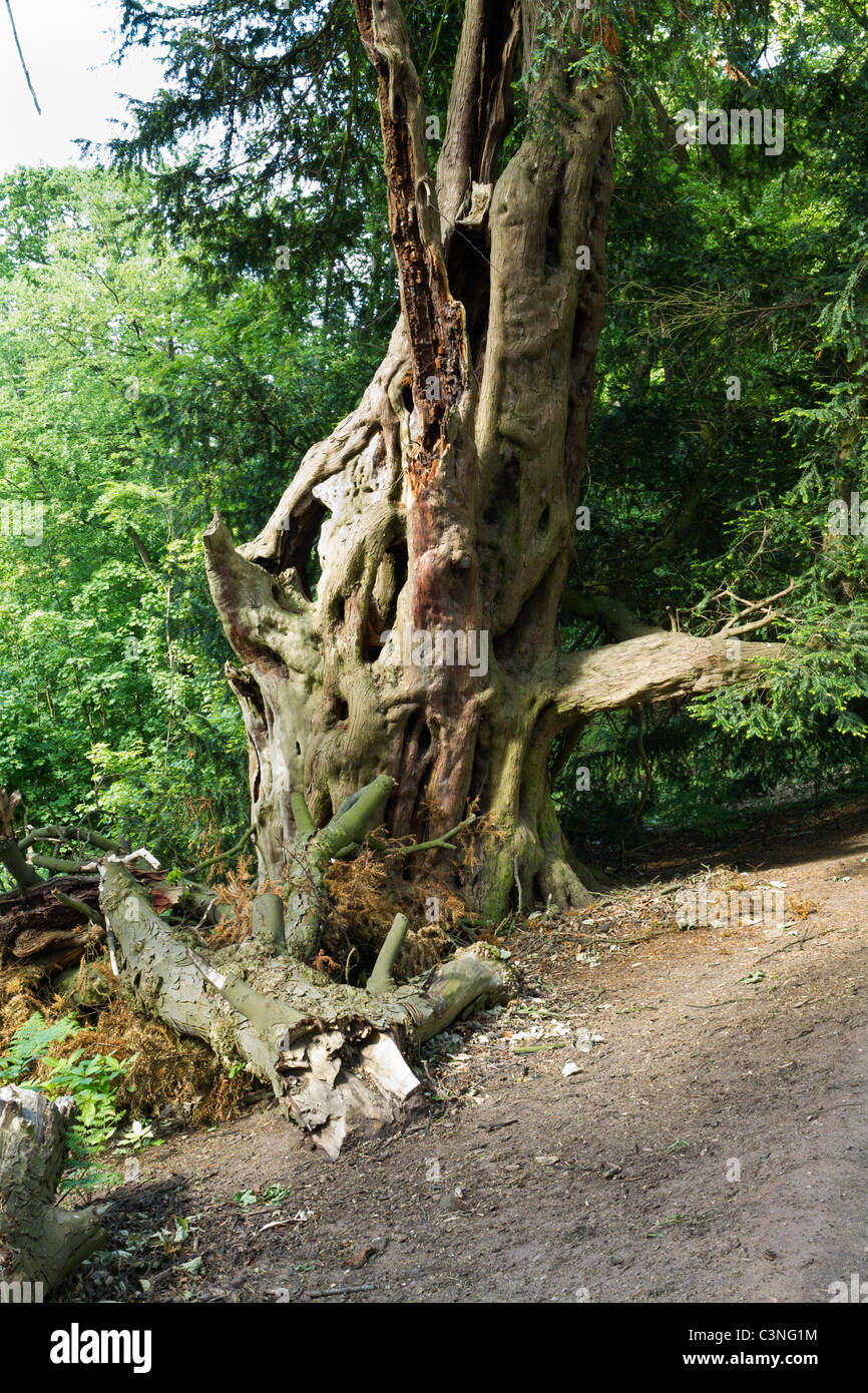 Ancient tree stump hi-res stock photography and images - Alamy