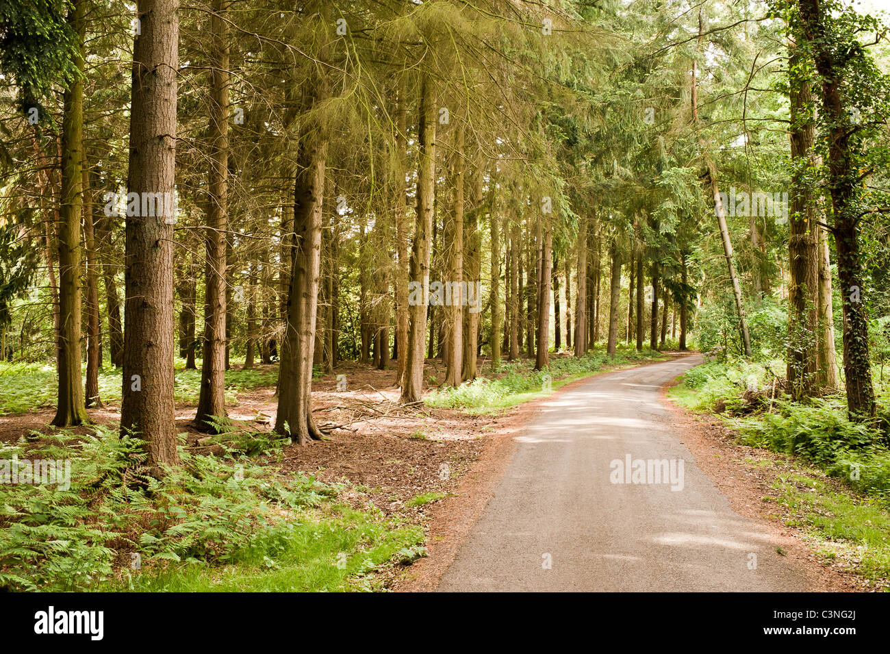 Pathway through pine tree hi-res stock photography and images - Alamy