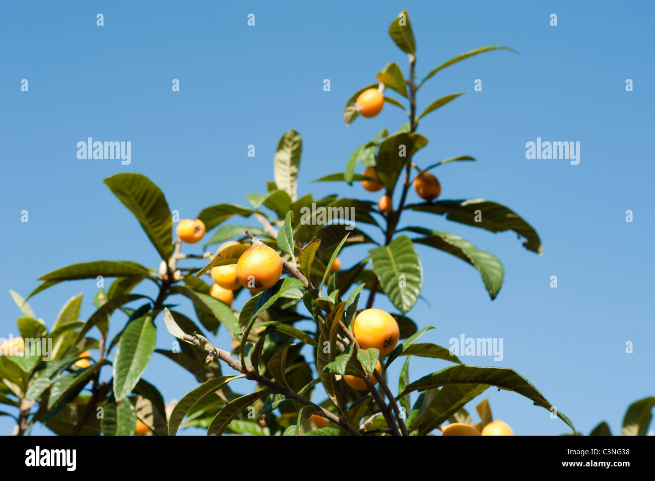 Nispero tree hi-res stock photography and images - Alamy