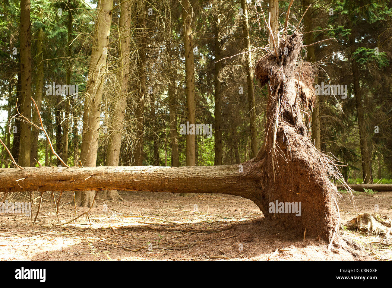 Pine tree uprooted in forest Stock Photo - Alamy