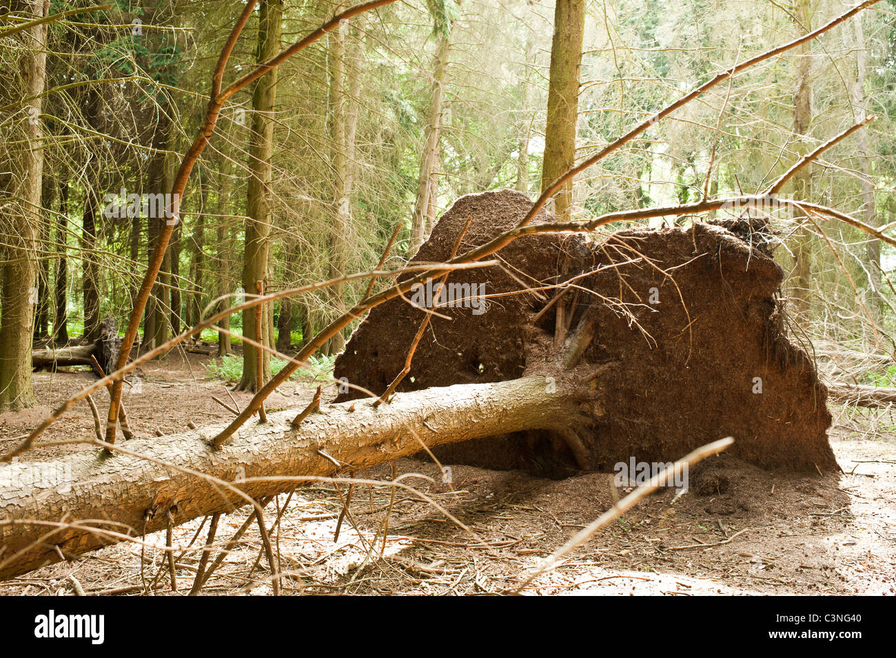 Pine tree uprooted in forest Stock Photo - Alamy