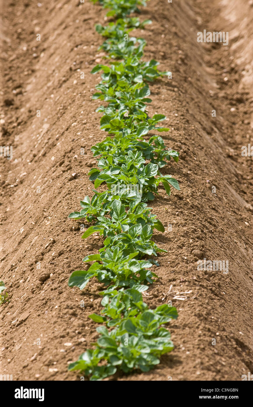 Potato field ridges hi-res stock photography and images - Alamy