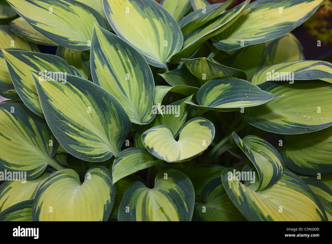 A prize wining hosta plant 'June' at the RHS Spring Show, Malvern ...