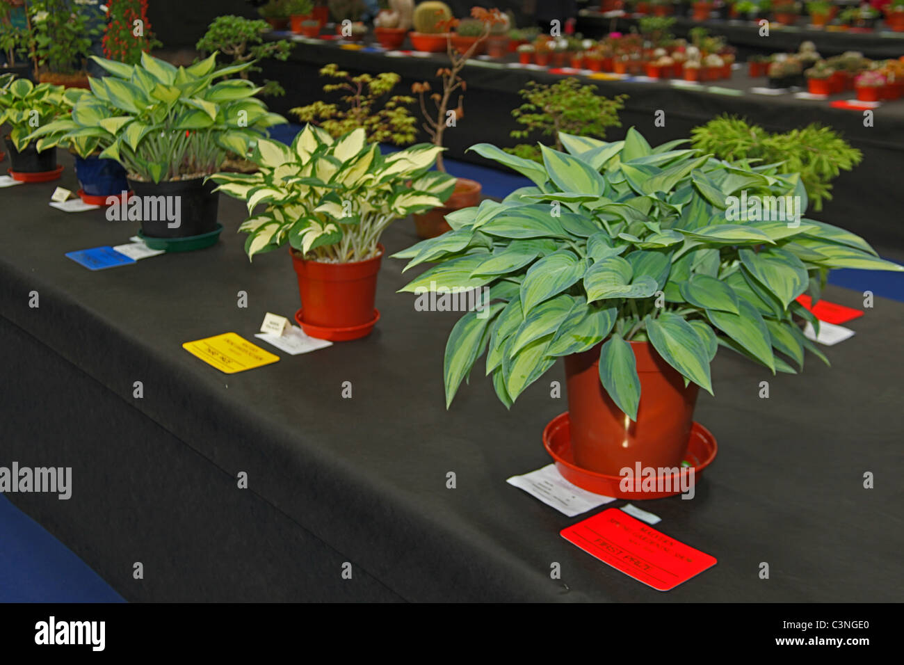 Hosta plant competition entries at the RHS Spring Show, Malvern ...