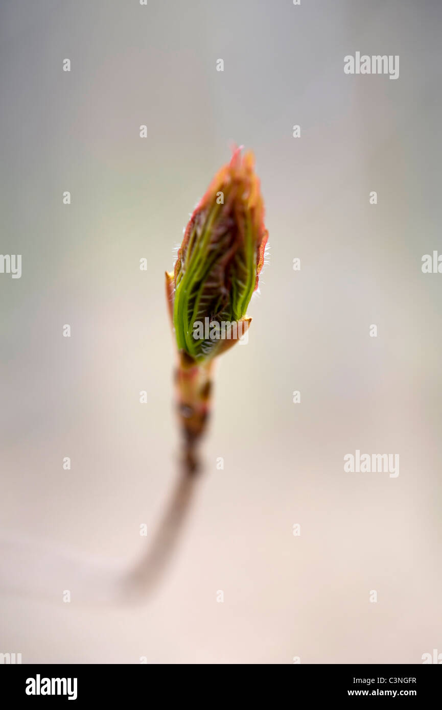 Fresh bud in tree in the spring spring awakening hi-res stock ...