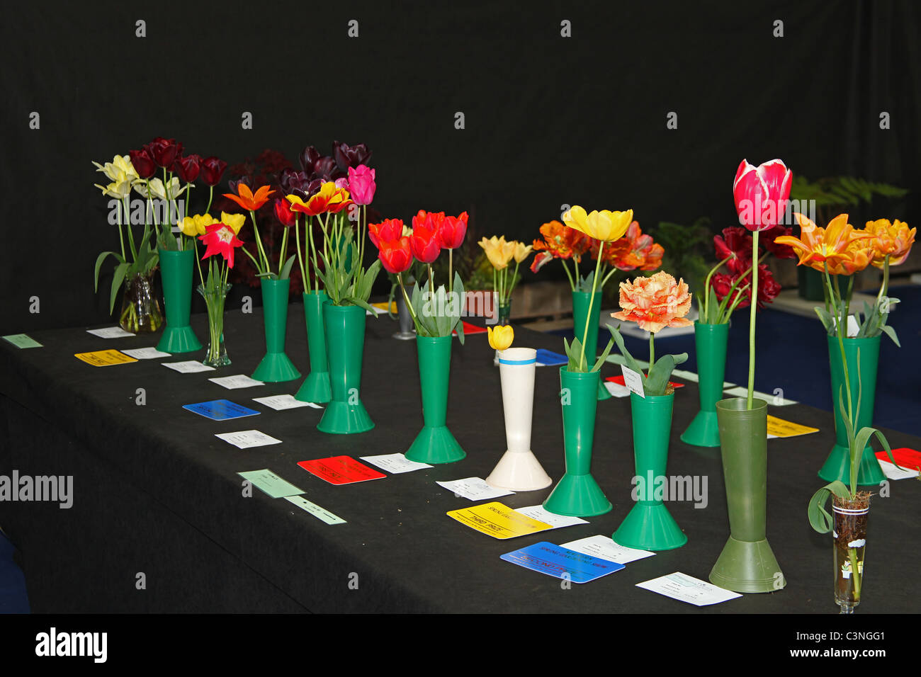 Single tulip flower competition entries at the RHS Spring Show, Malvern ...
