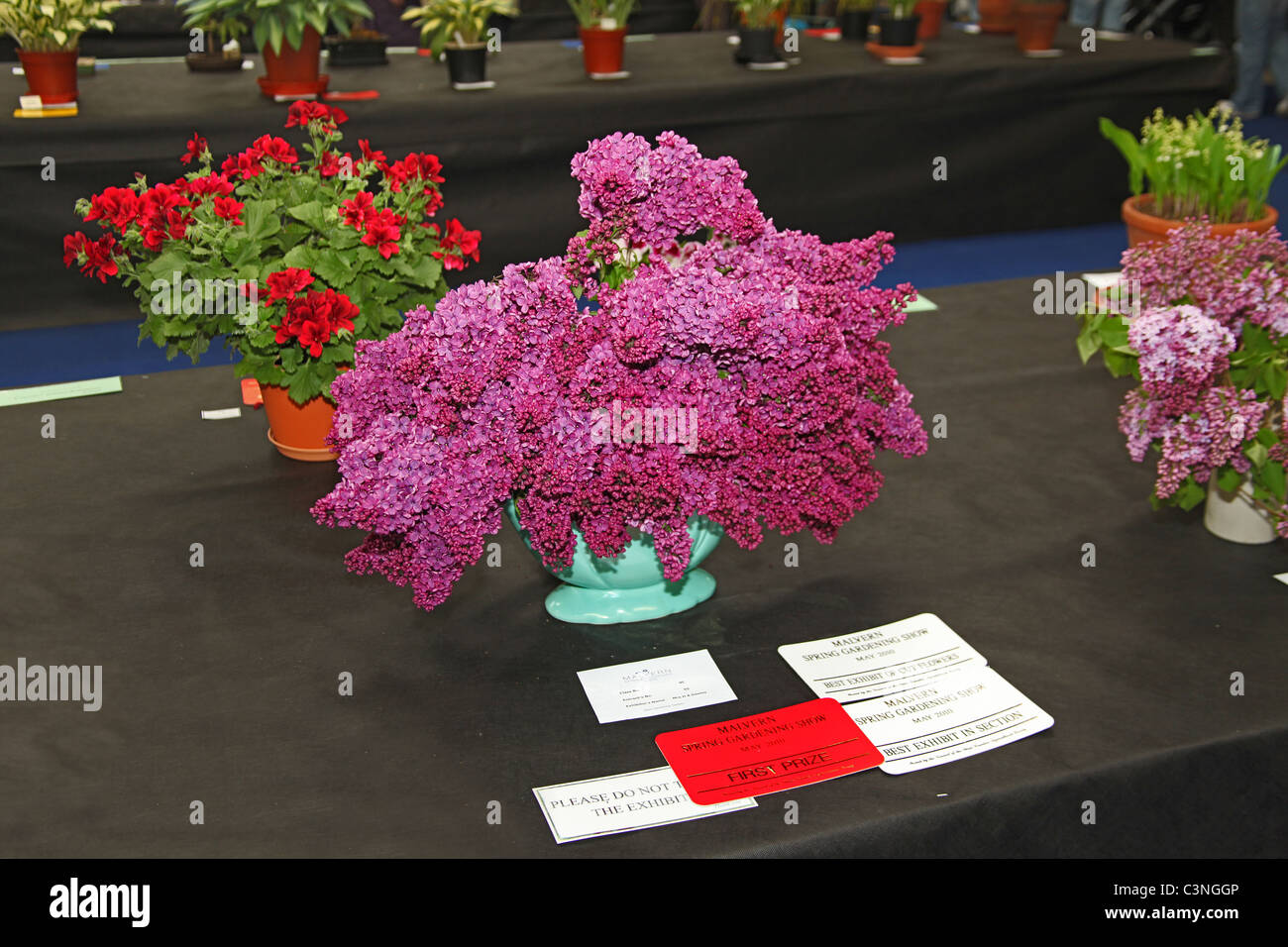 First Prize winner Lilac flower display RHS Spring Show, Malvern ...