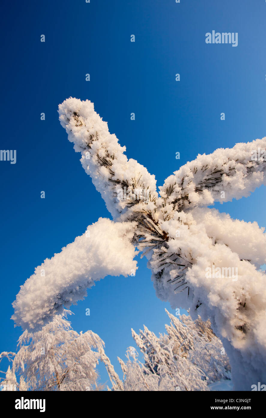 Snow covered pine ( pinus sylvestris ) tree sapling at Winter , Finland ...