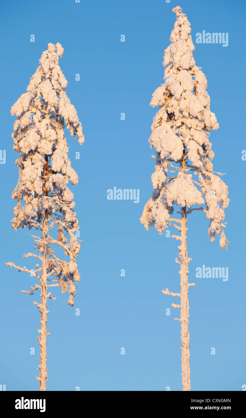 Treetop snow load hi-res stock photography and images - Alamy