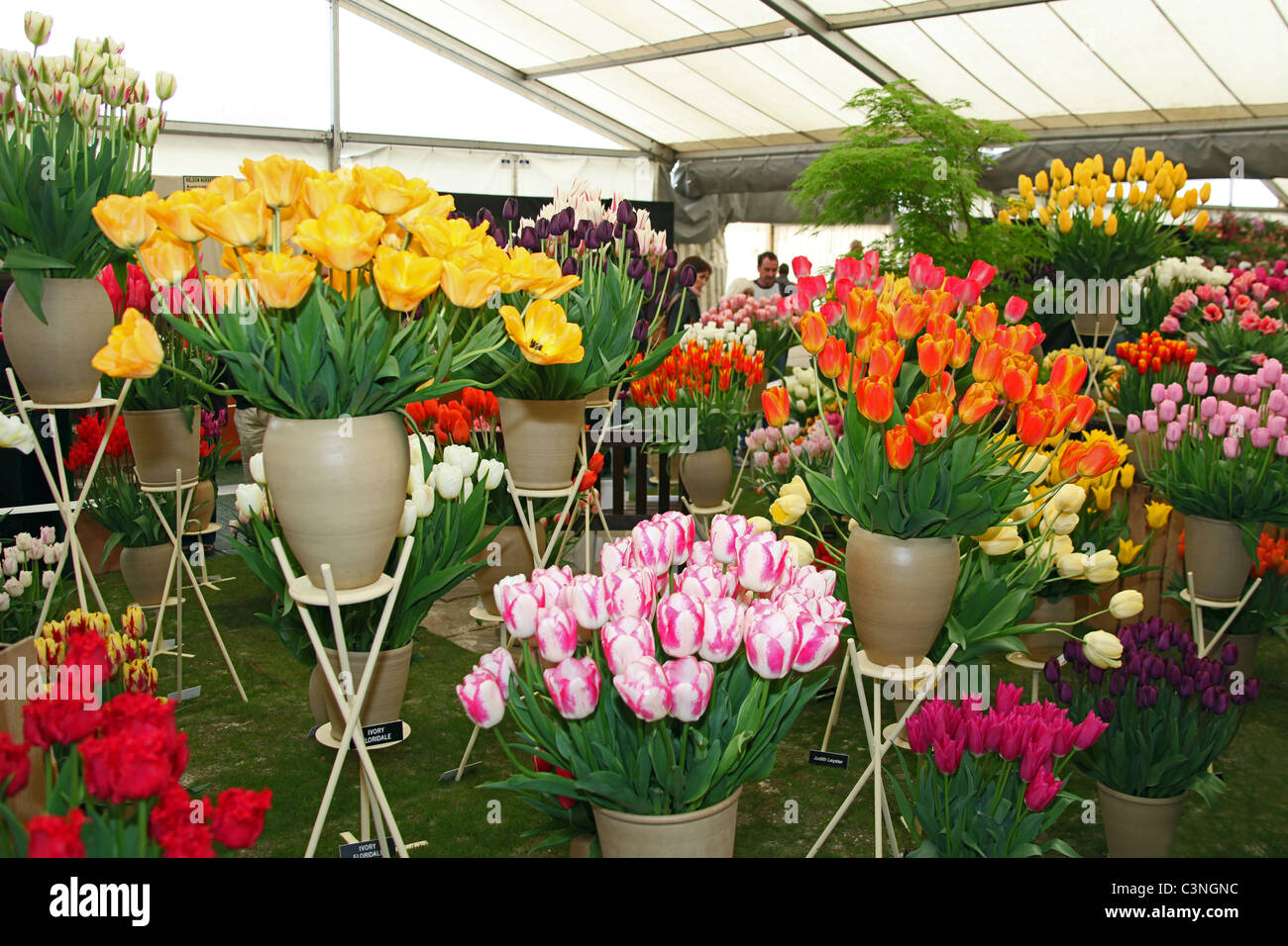 A colourful tulip display inside the Floral Marquee at the RHS Spring ...