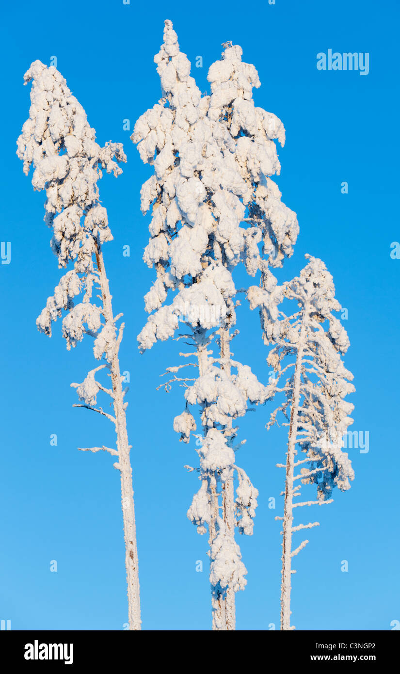Snowy pine treetop hi-res stock photography and images - Alamy