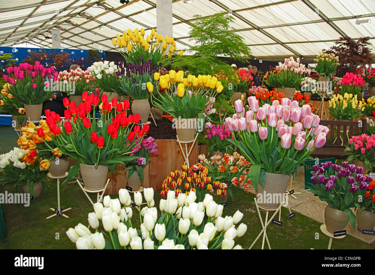 A colourful tulip display inside the Floral Marquee at the RHS Spring ...