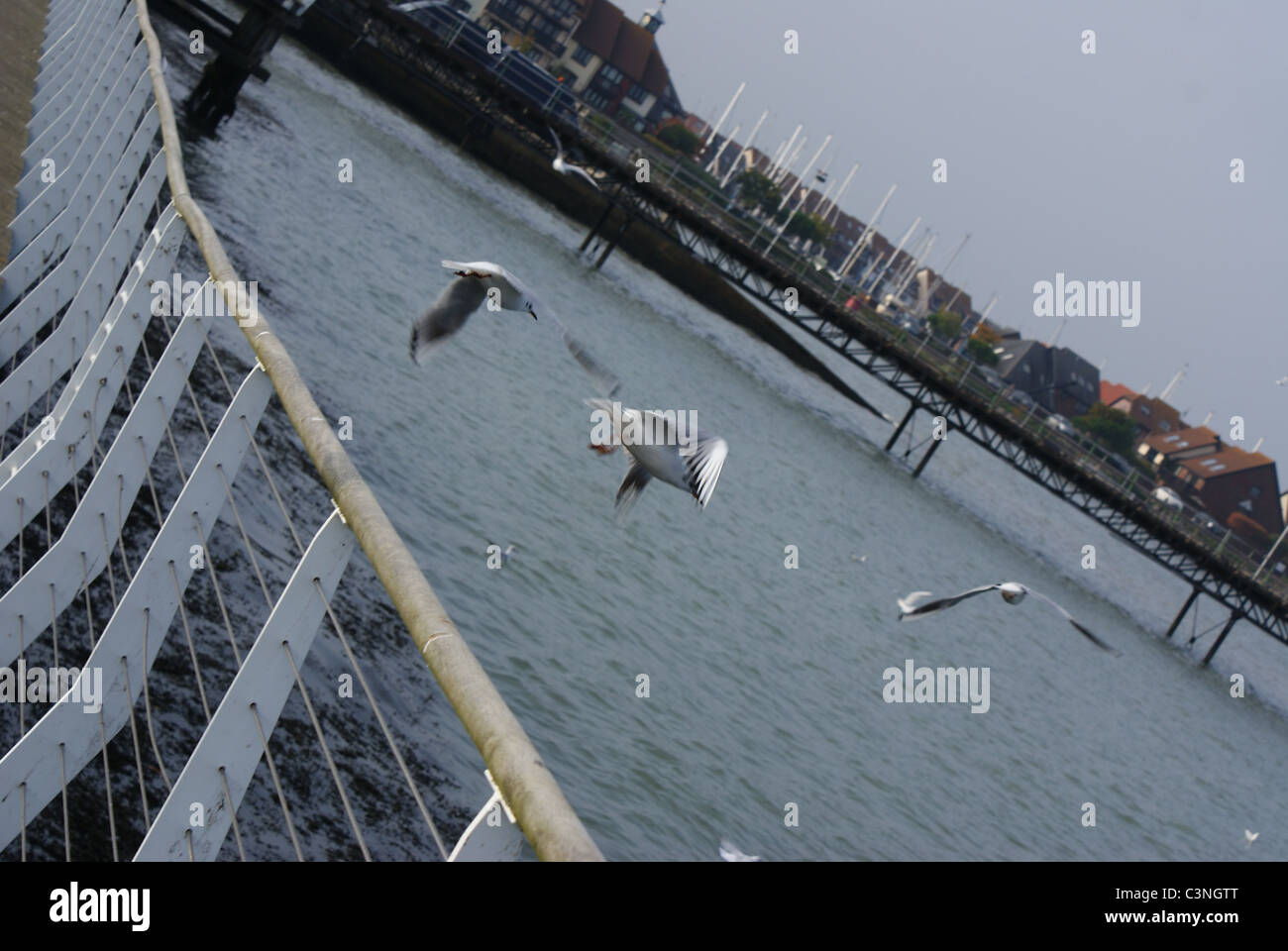 Birds at work Stock Photo - Alamy