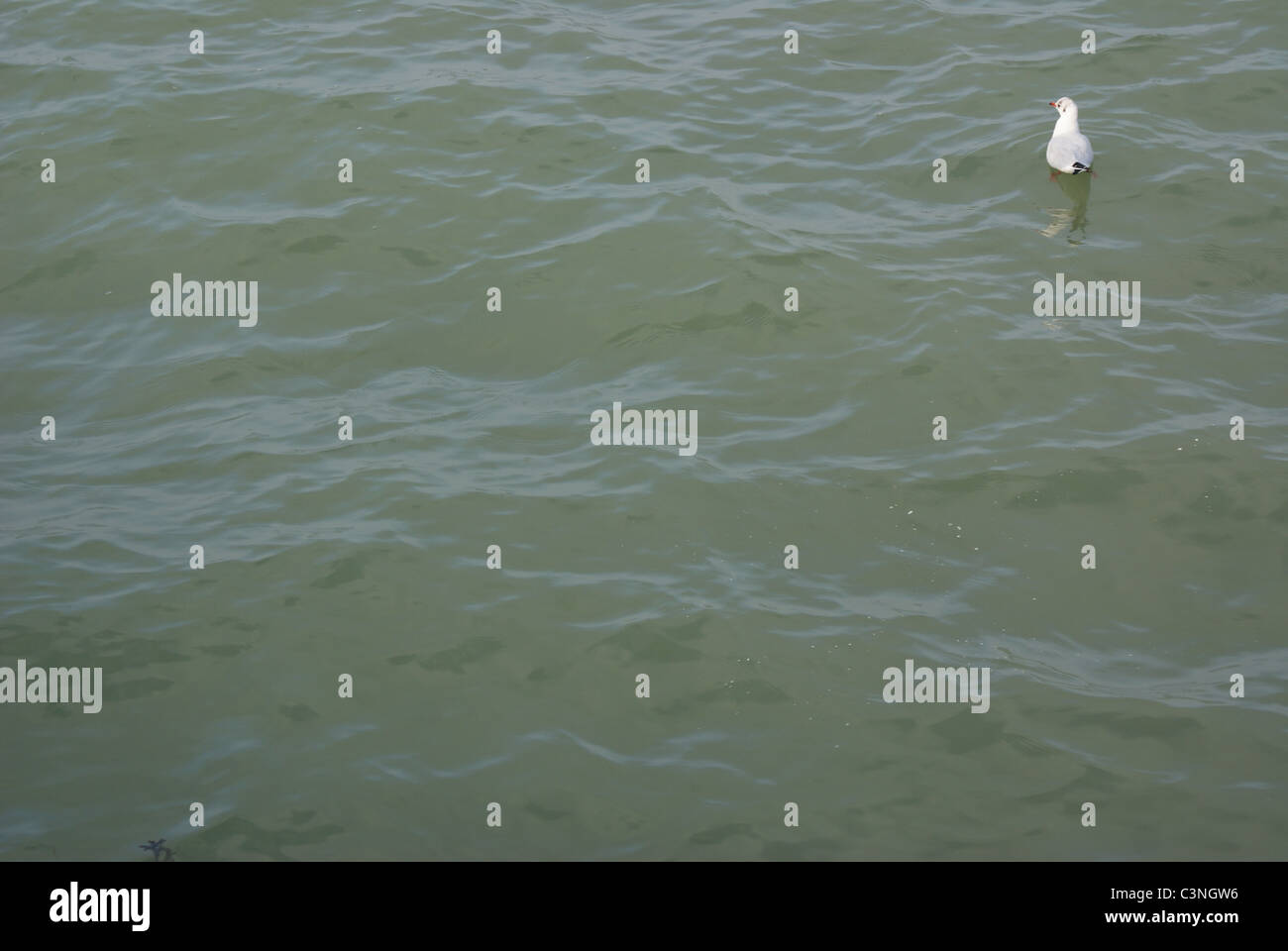 Birds at work Stock Photo - Alamy