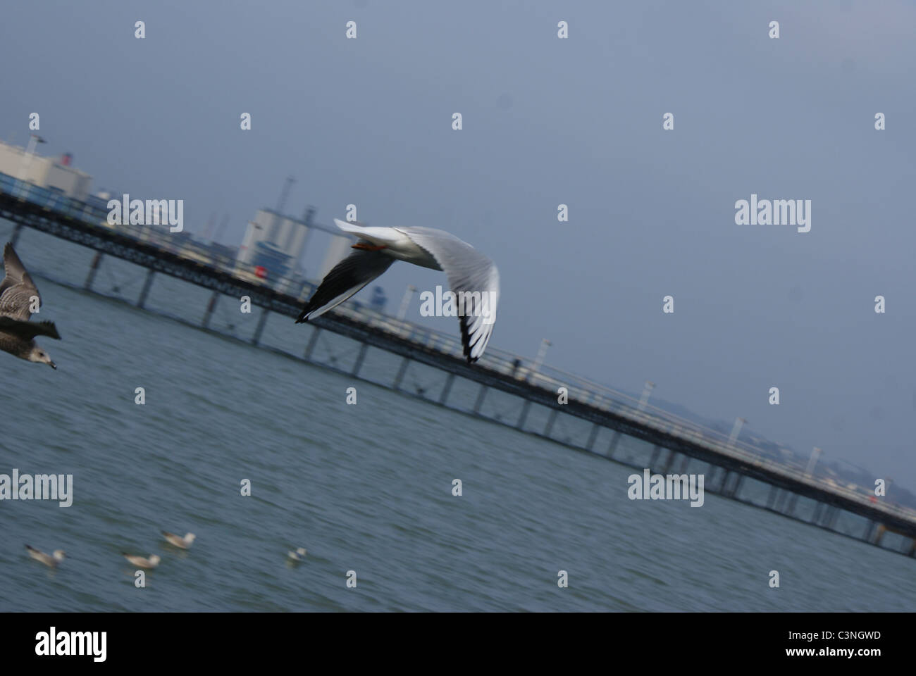 Birds at work Stock Photo - Alamy