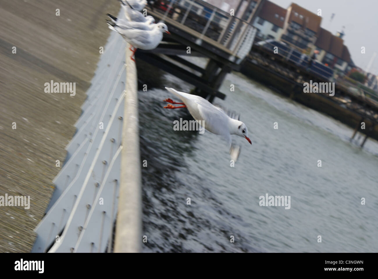 Birds at work Stock Photo - Alamy