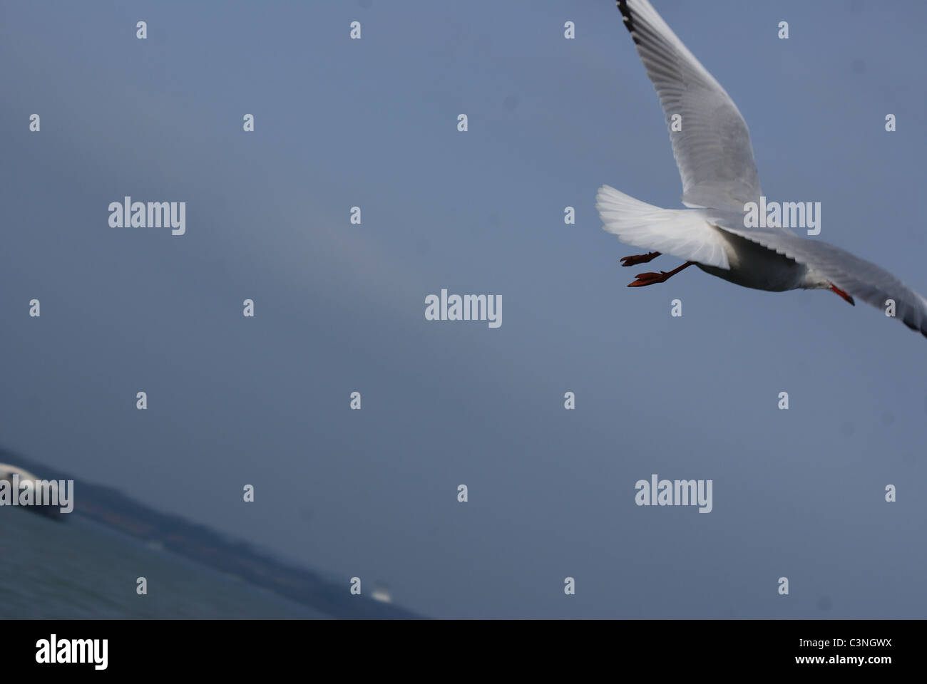 Birds at work Stock Photo - Alamy