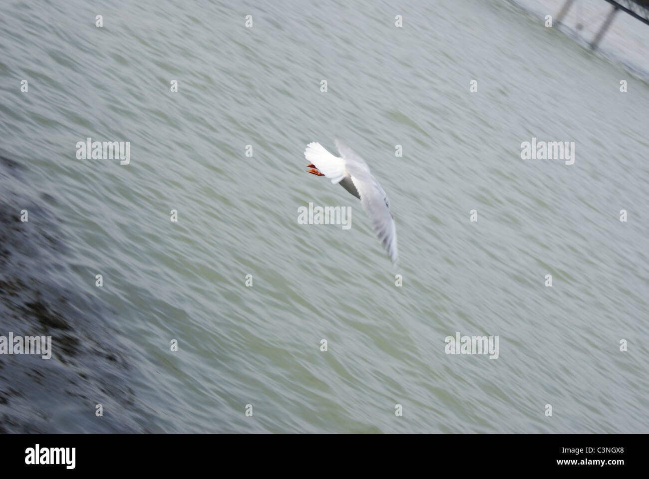 Birds at work Stock Photo - Alamy