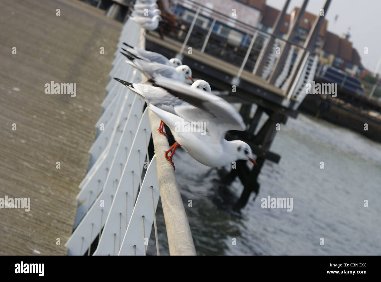 Birds at work Stock Photo - Alamy