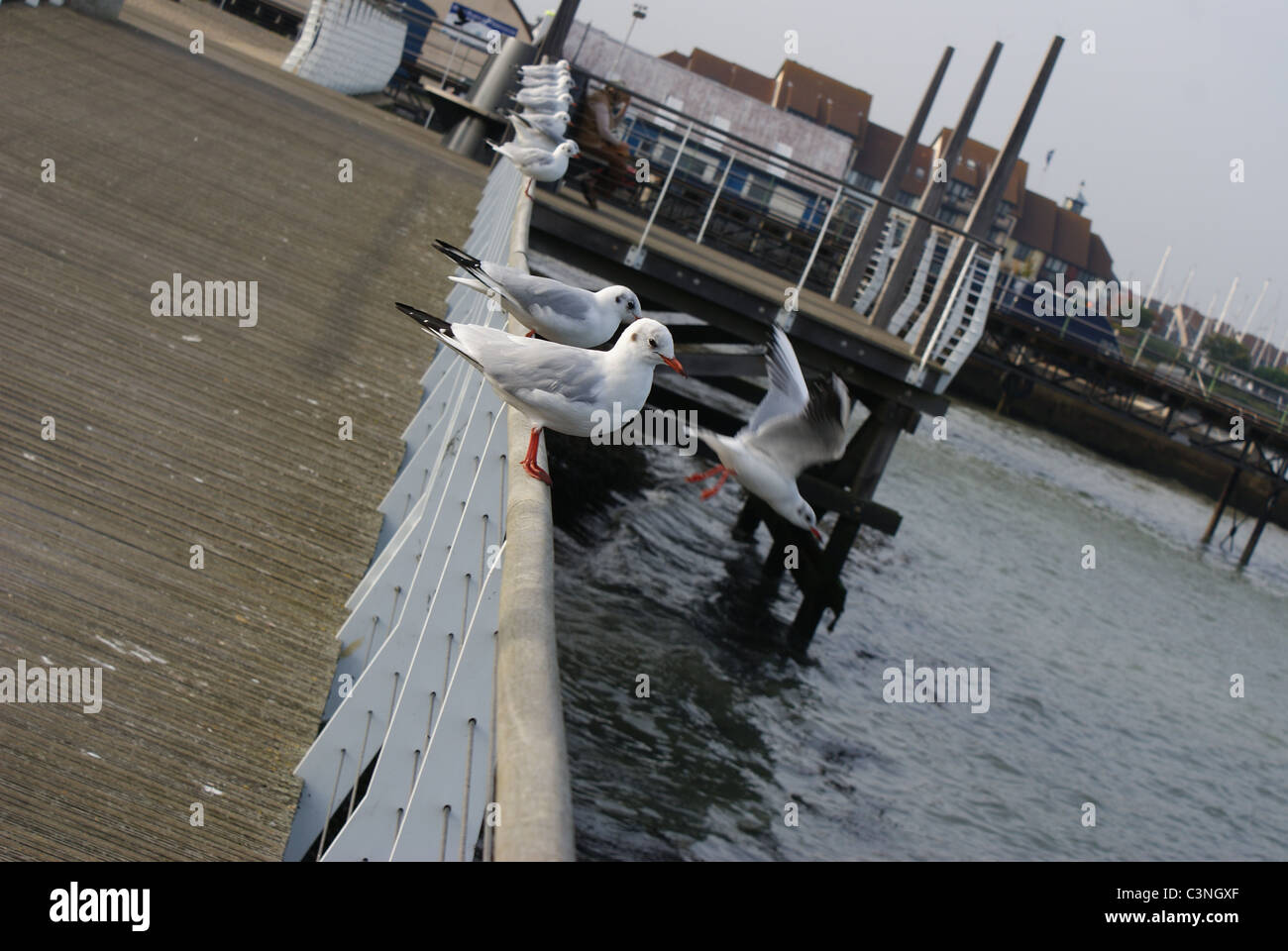 Birds at work Stock Photo - Alamy