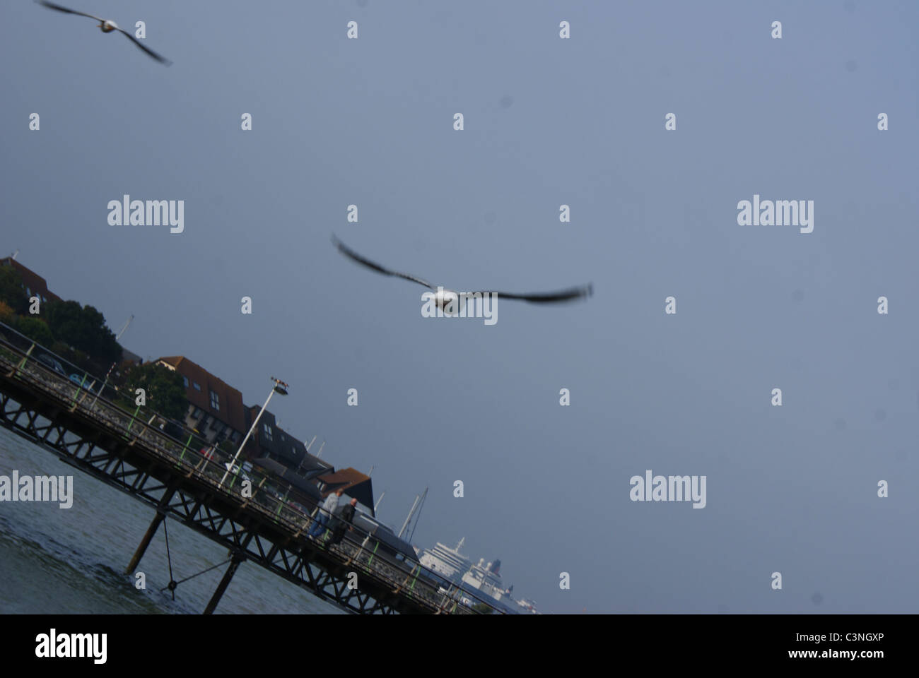 Birds at work Stock Photo - Alamy