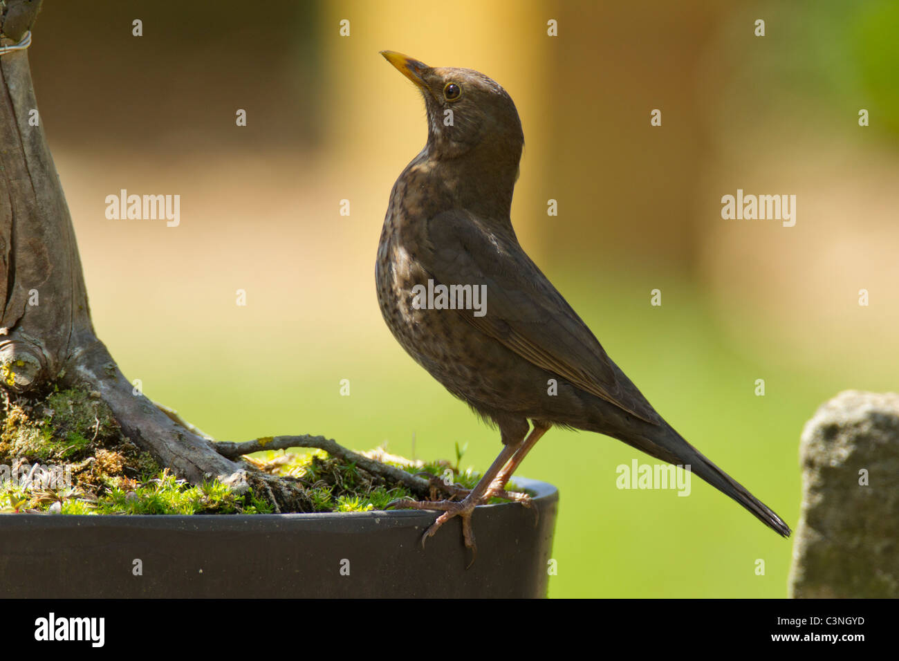Black Bird. Turdus merula (Turdidae) Female on Bonsai Pot Stock Photo ...