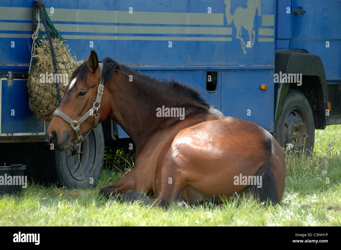 Down field hi-res stock photography and images - Alamy