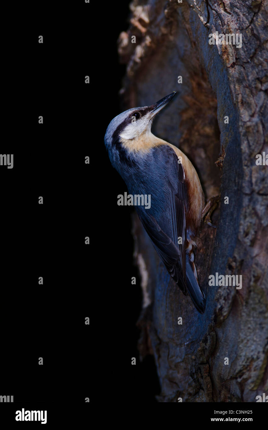 Nuthatch. Sitta europaea (Sittidae Stock Photo - Alamy