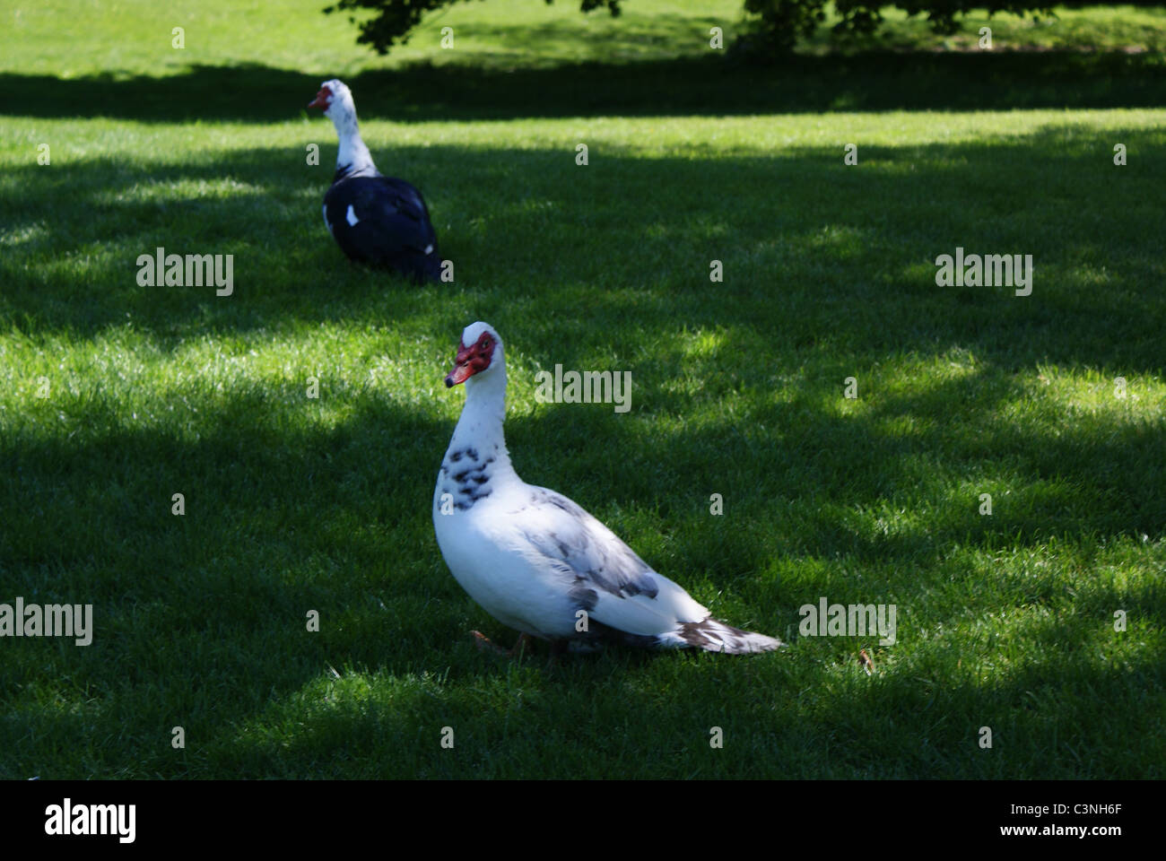 Birds at work Stock Photo - Alamy