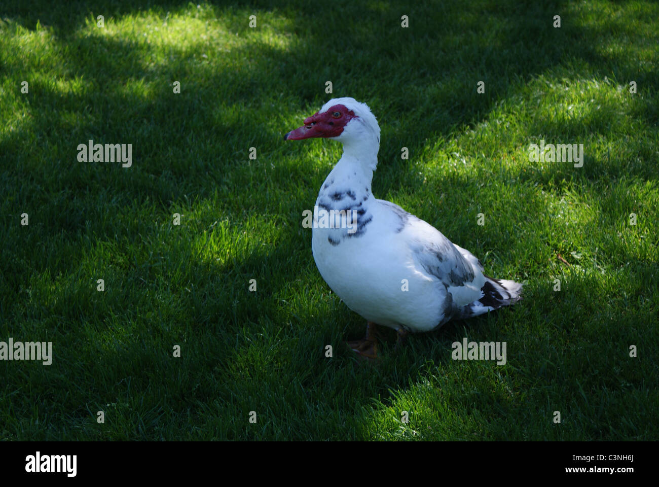 Birds at work Stock Photo - Alamy