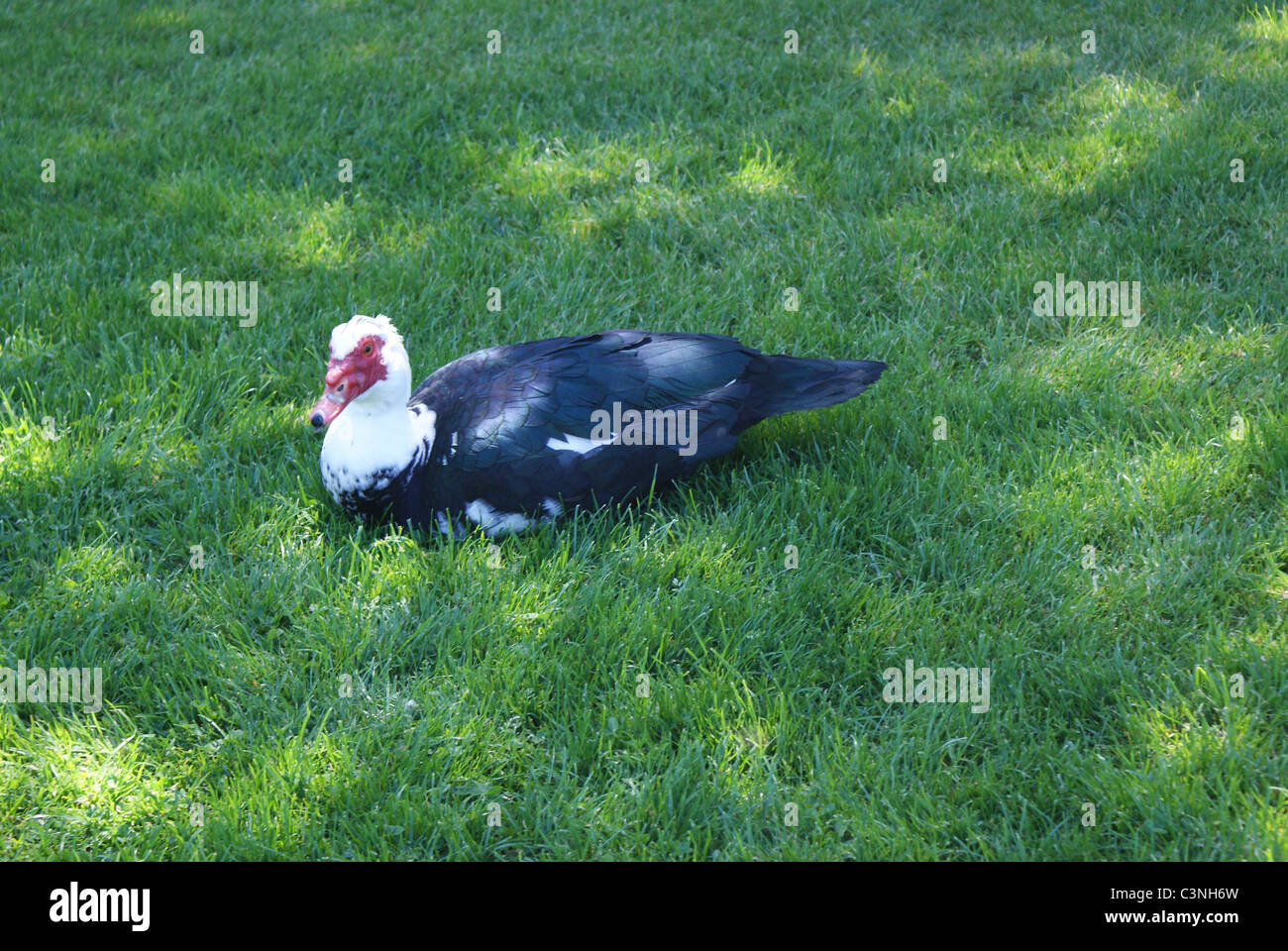 Birds at work Stock Photo - Alamy