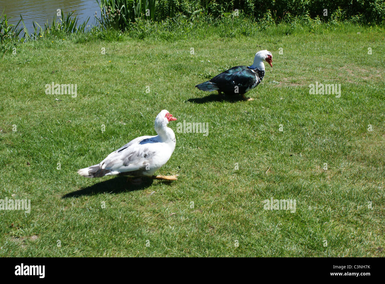 Birds at work Stock Photo - Alamy