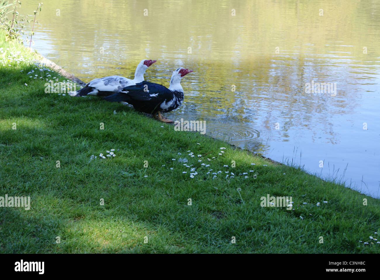 Birds at work Stock Photo - Alamy