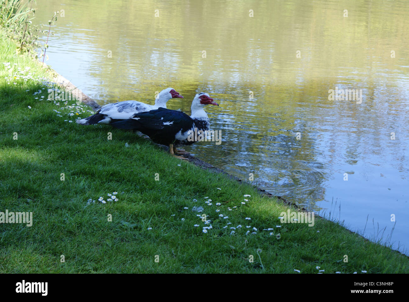 Birds at work Stock Photo - Alamy