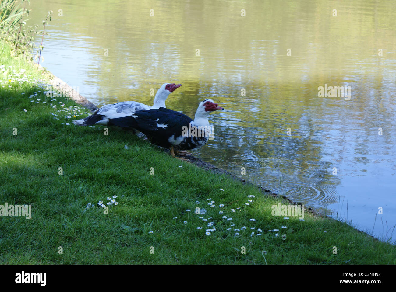 Birds at work Stock Photo - Alamy