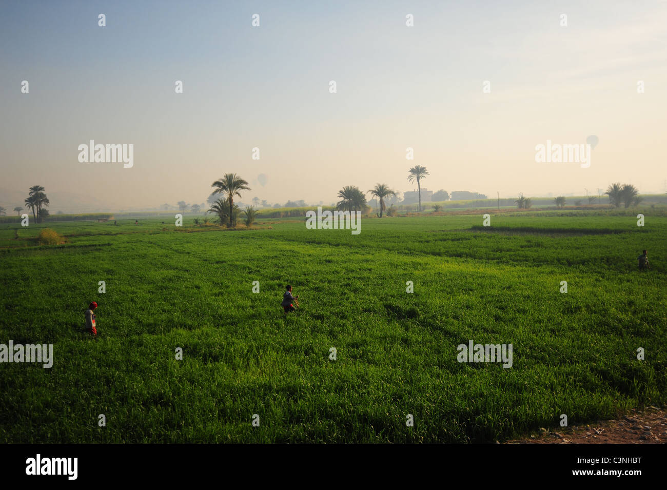 Africa Middle East Egypt Egyptian Nile Valley boys running in the green ...