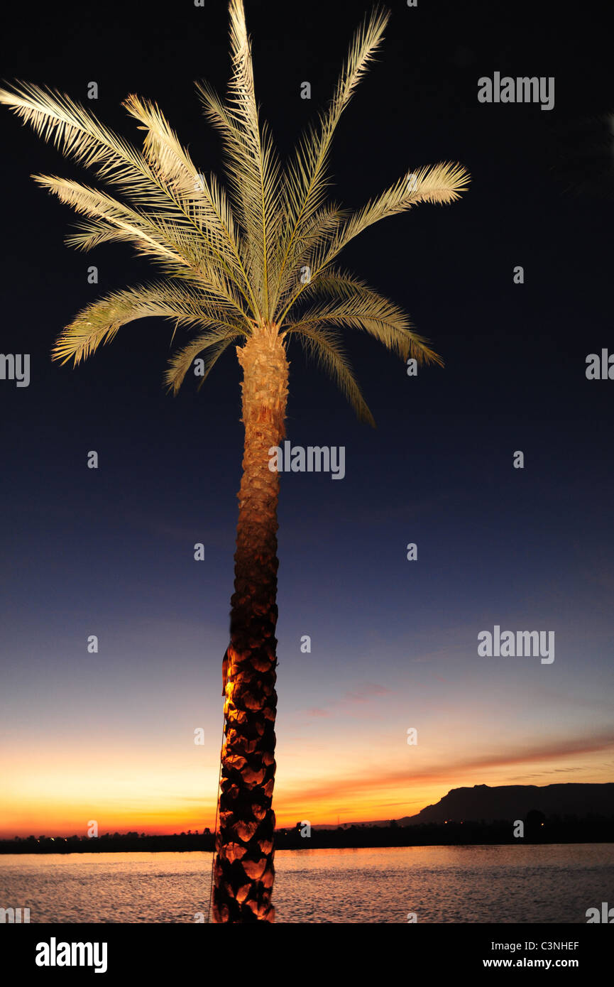 Africa Middle East Egypt Luxor date palm trees along the Nile River at ...