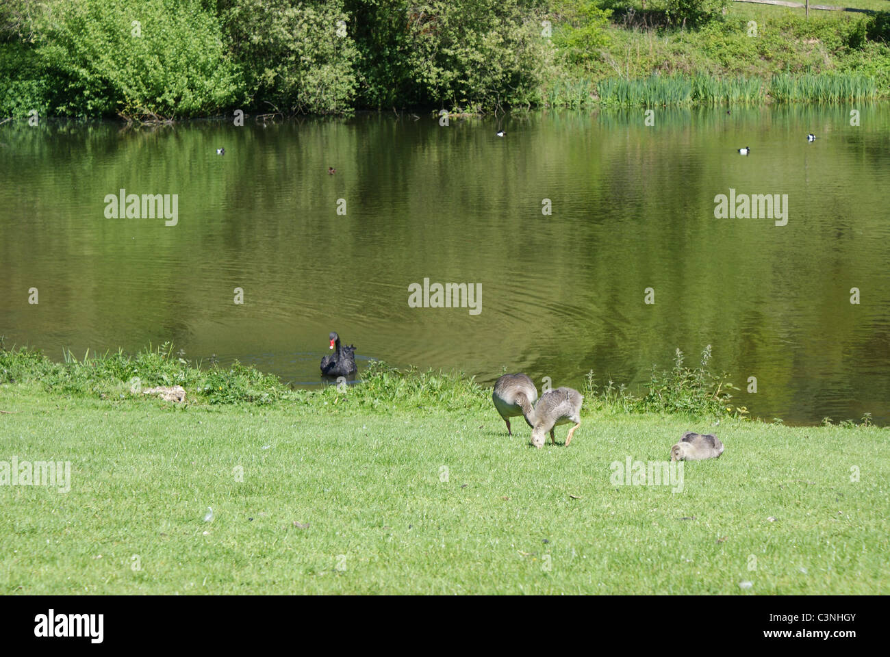 Birds at work Stock Photo - Alamy