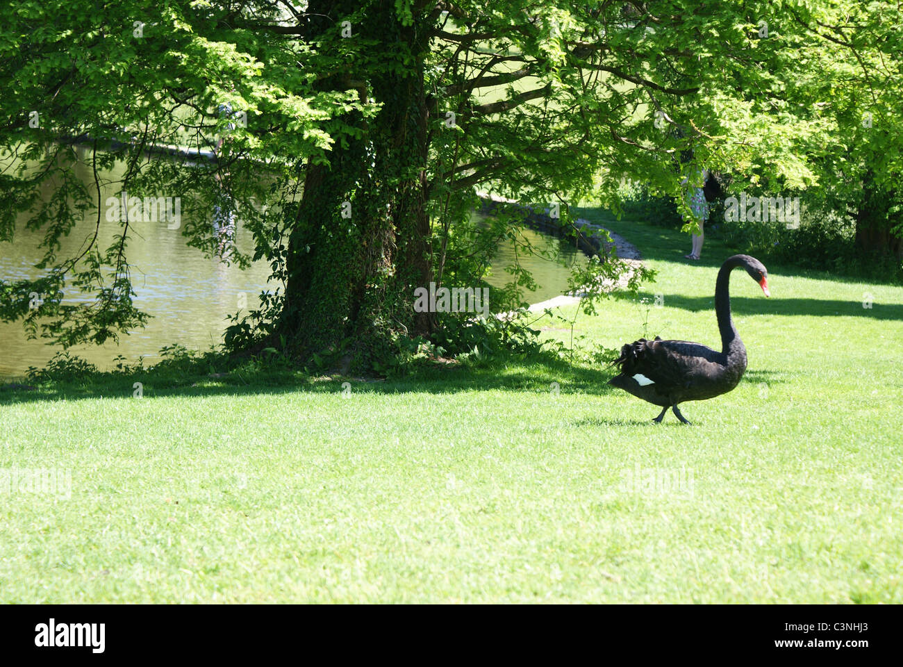 Birds at work Stock Photo - Alamy