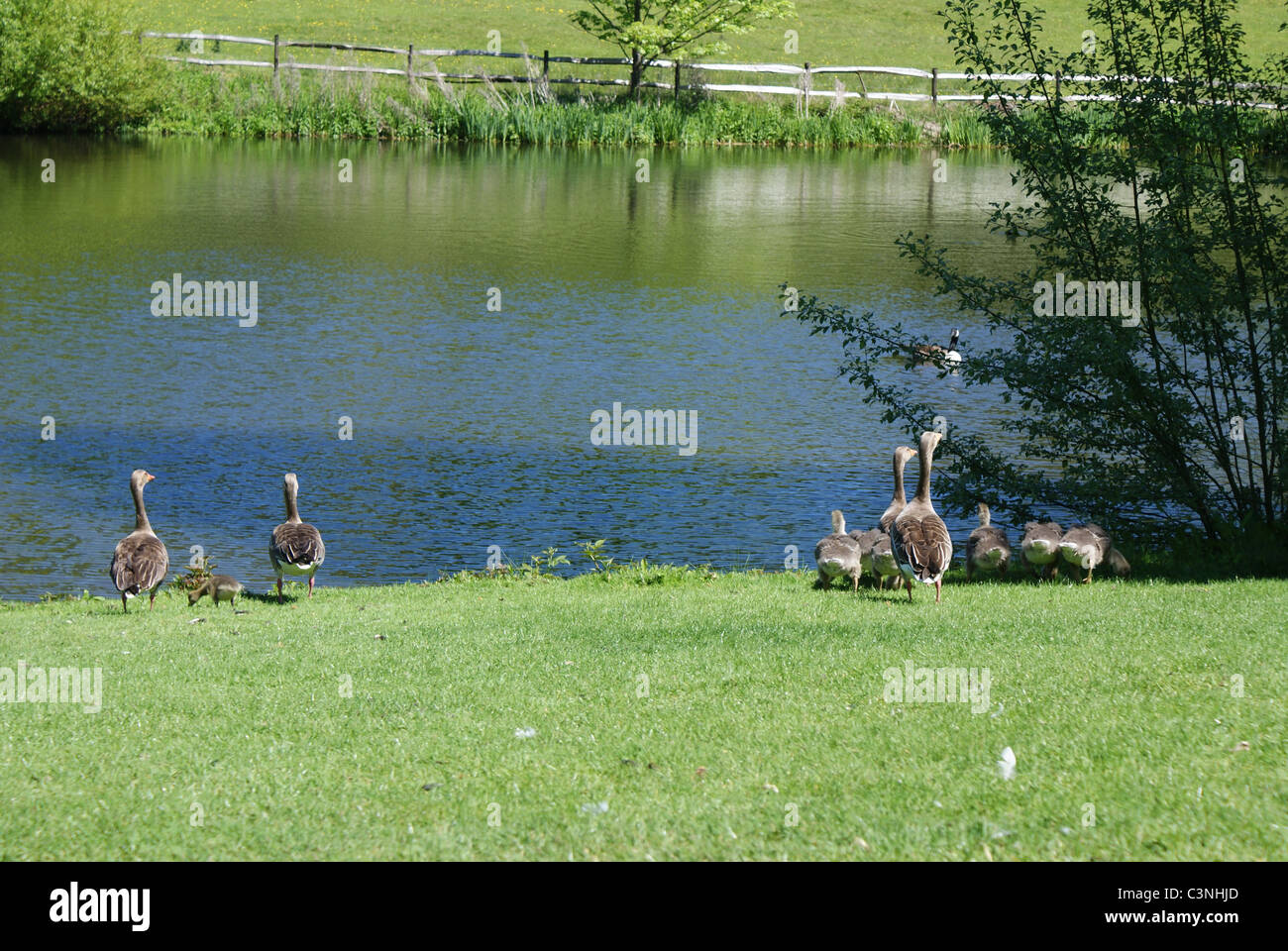 Birds at work Stock Photo - Alamy