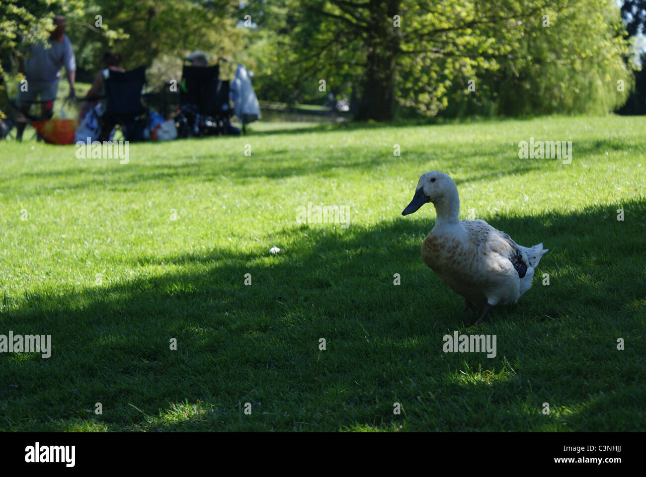 Birds at work Stock Photo - Alamy