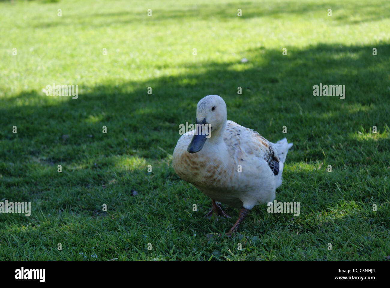 Birds at work Stock Photo - Alamy