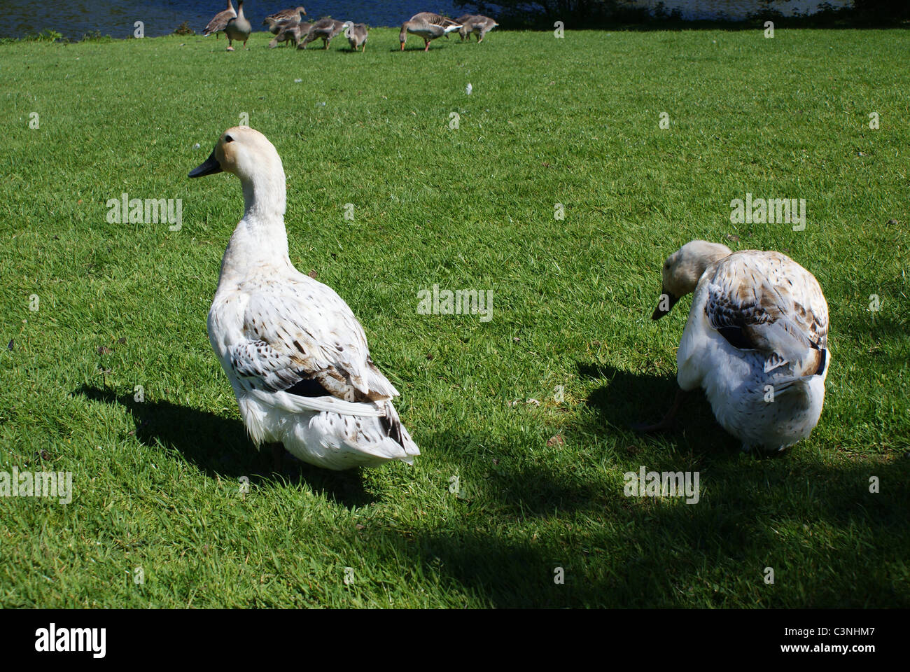 Birds at work Stock Photo - Alamy