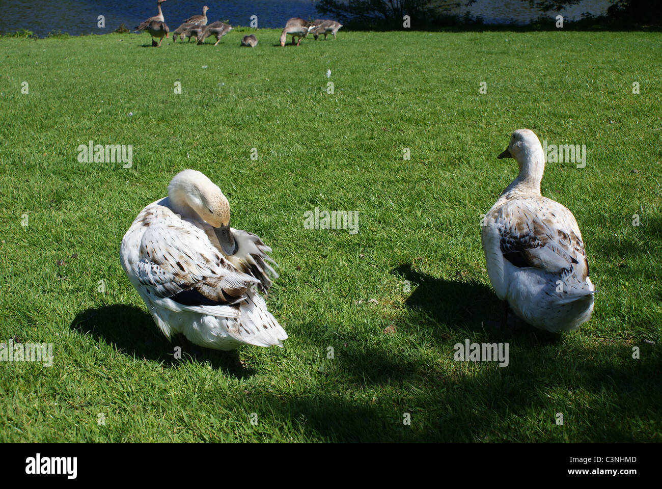 Birds at work Stock Photo - Alamy