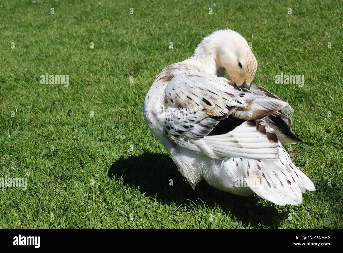 Birds at work Stock Photo - Alamy